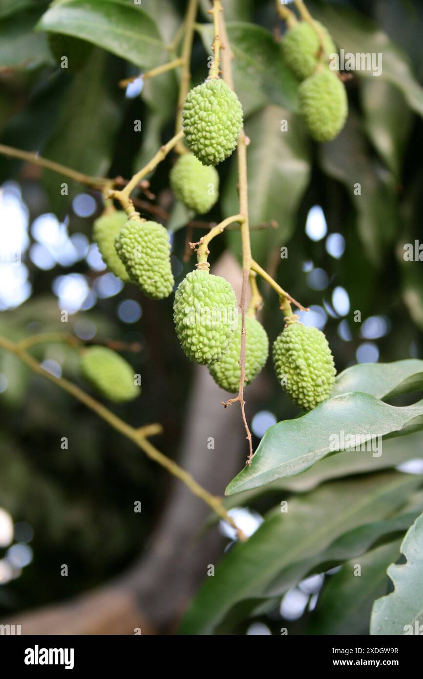 Immature Lychee fruits (Litchi chinensis) hanging from a branch : (pix ...