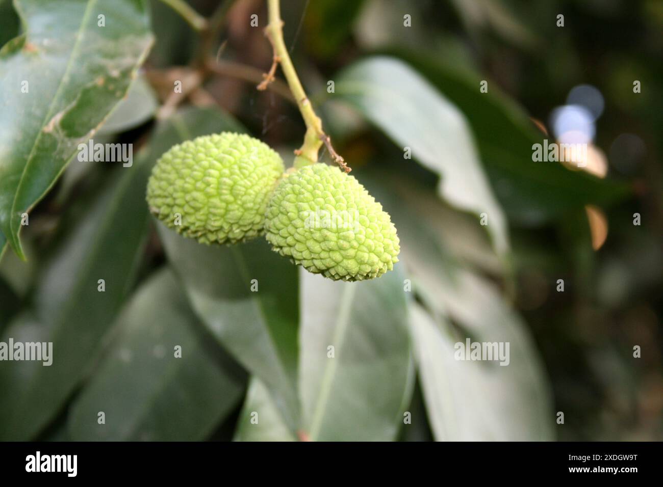 Immature Lychee fruits (Litchi chinensis) hanging from a branch : (pix ...