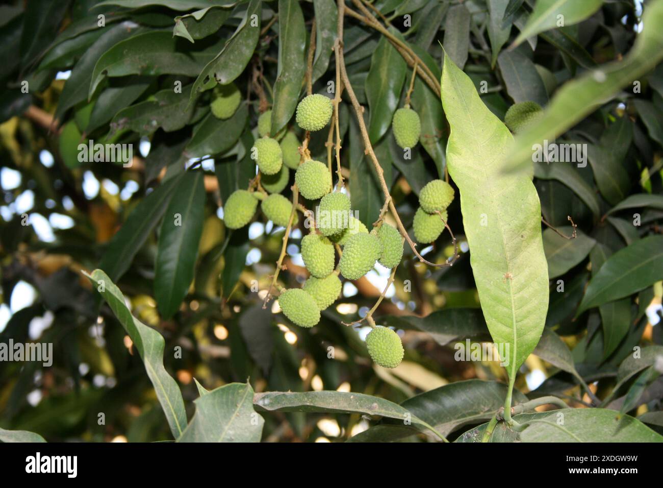 Immature Lychee fruits (Litchi chinensis) hanging from a branch : (pix ...
