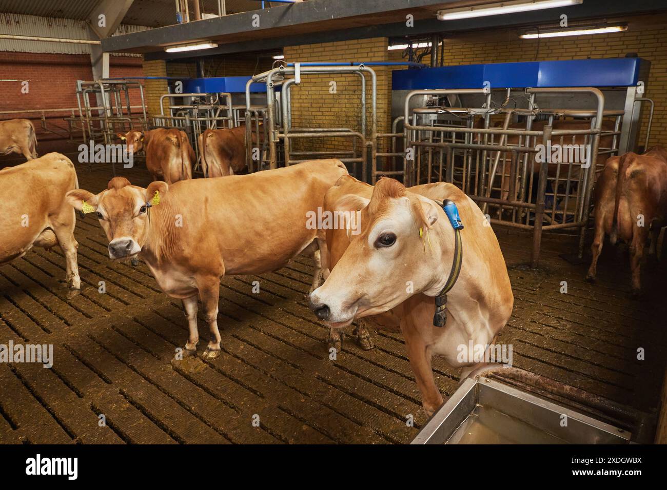 Milking robot on a modern cow farm in Denmark Stock Photo - Alamy