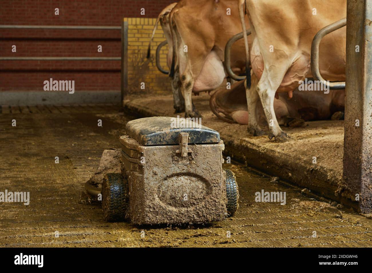 A robot cleans manure on a cow farm in Denmark Stock Photo - Alamy