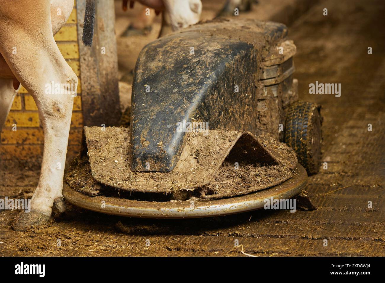 A robot cleans manure on a cow farm in Denmark Stock Photo - Alamy