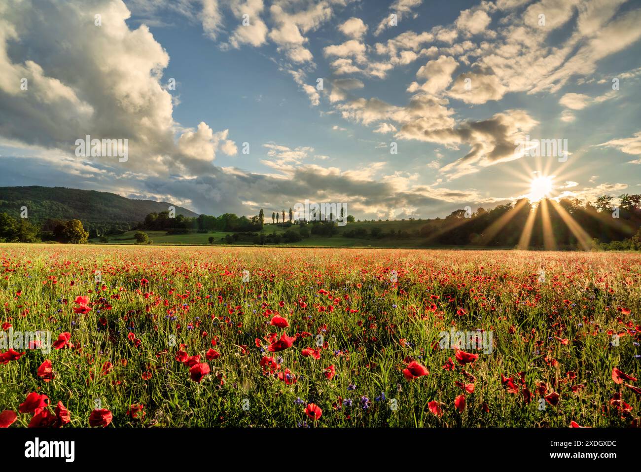 Schlatthof hi-res stock photography and images - Alamy