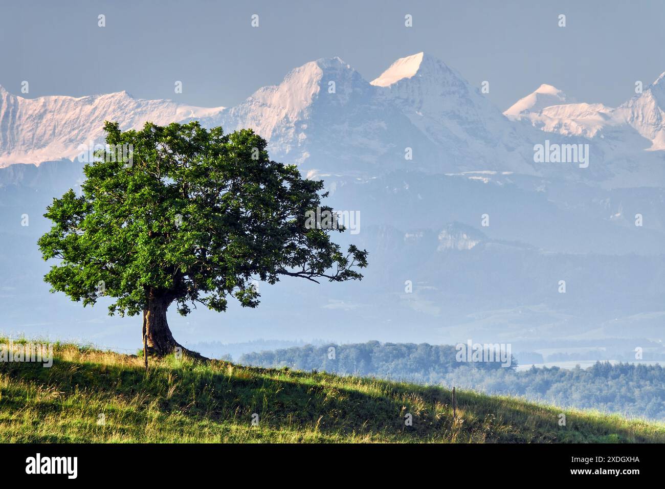 Switzerland, oak, split, Solothurn, Baselland, border, canton border ...