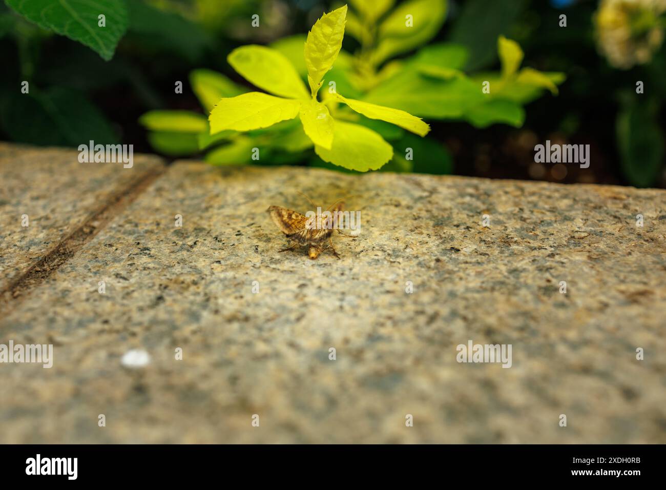 Macro Photograph of a Tiny Brown Moth Resting on a Coarse Brick Wall ...
