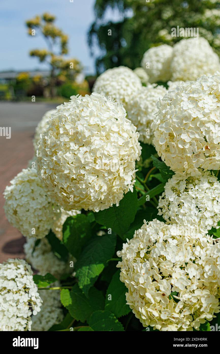 Images of Japan - Called Ajisai in Japan, a Thicket of Cream White ...