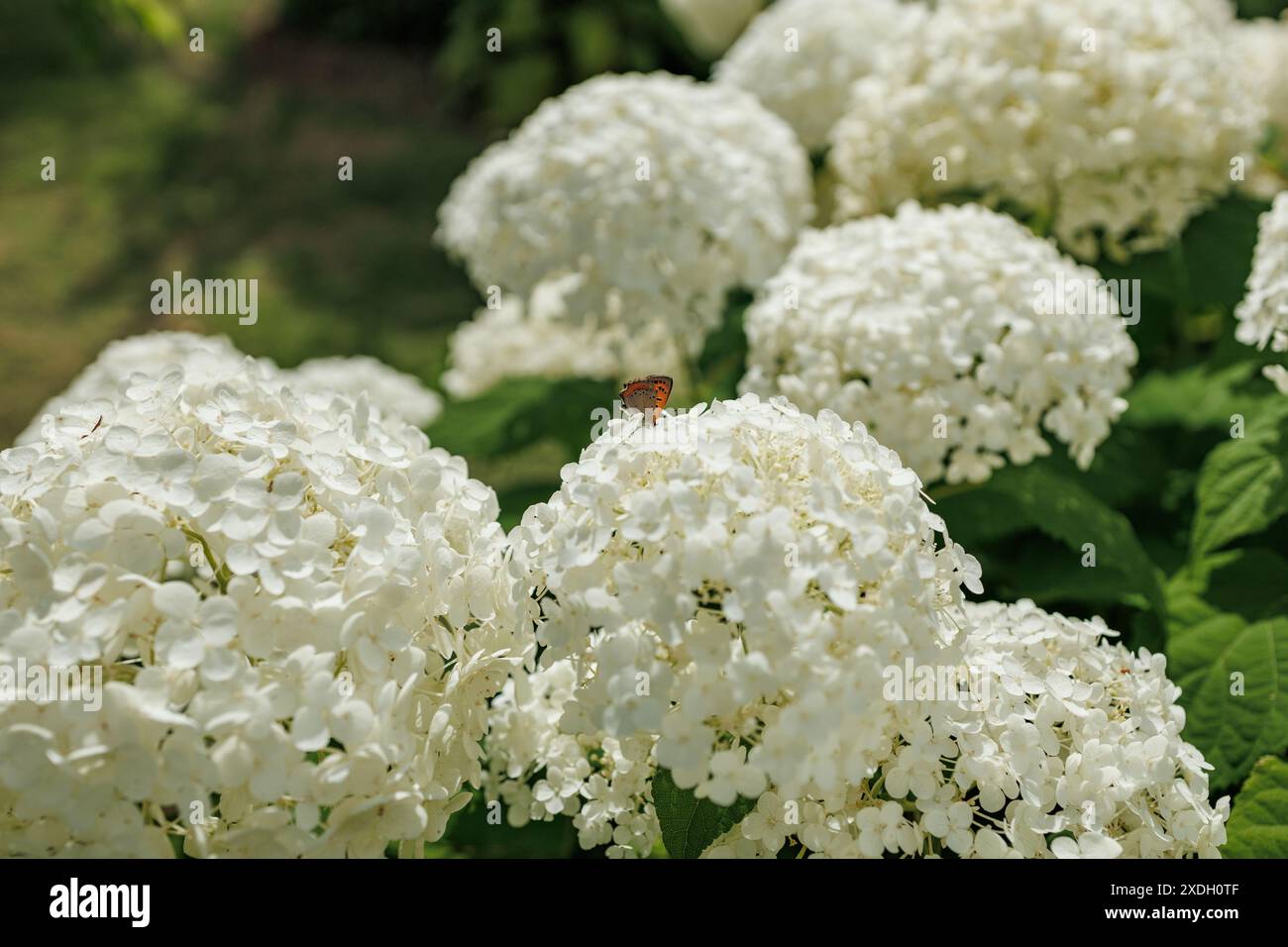 Images of Japan - Called Ajisai in Japan, a Lone Butterfly Gathers ...