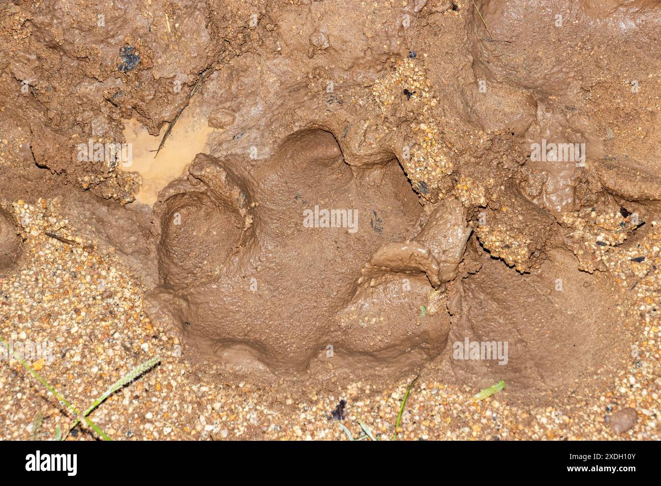 heavy rains during the night softened the ground making it easy to read ...