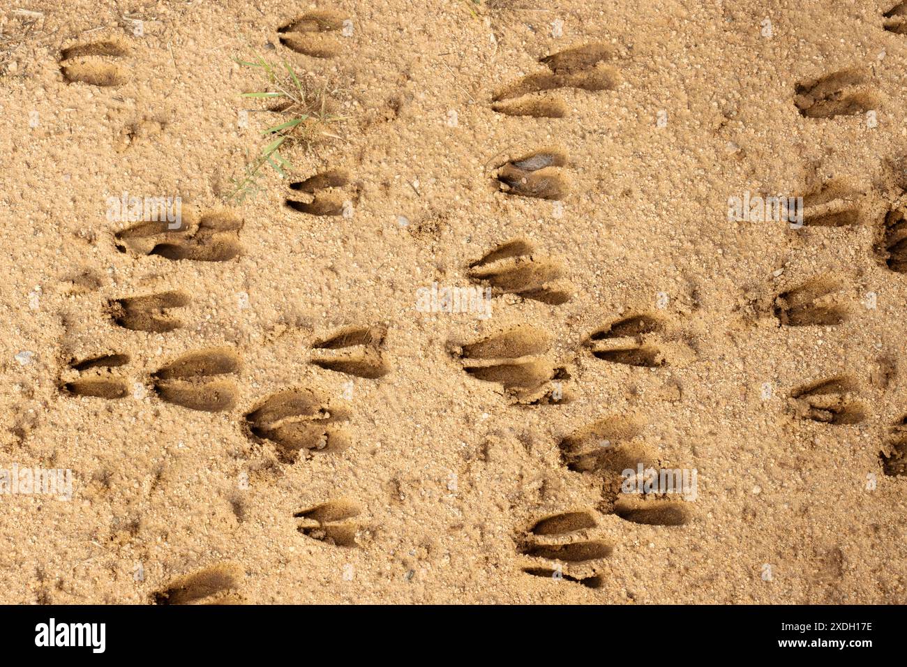 Interdigital gland hi-res stock photography and images - Alamy