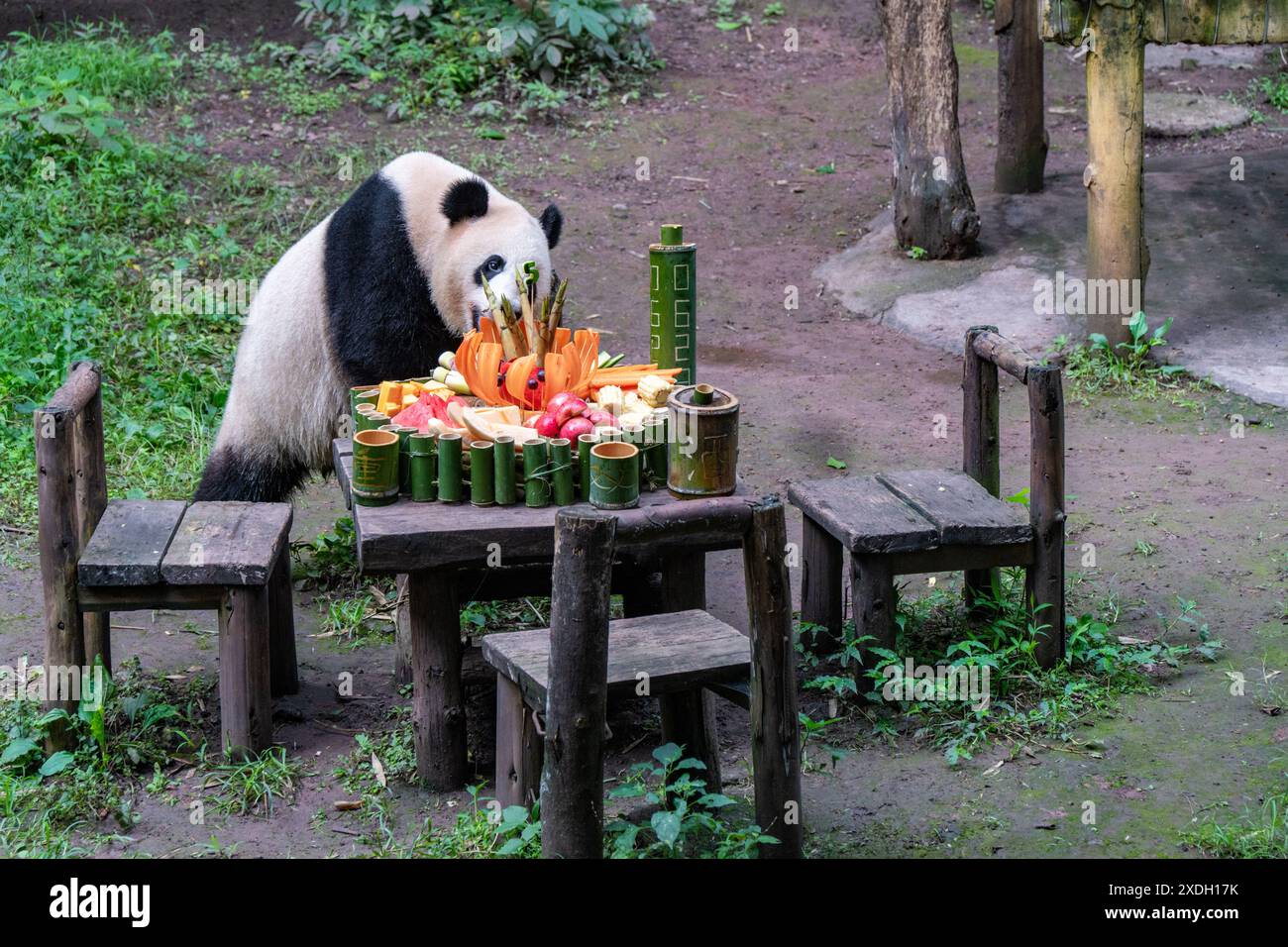 CHONGQING, CHINA - JUNE 23, 2024 - Giant pandas Shuangshuang, Shuang ...
