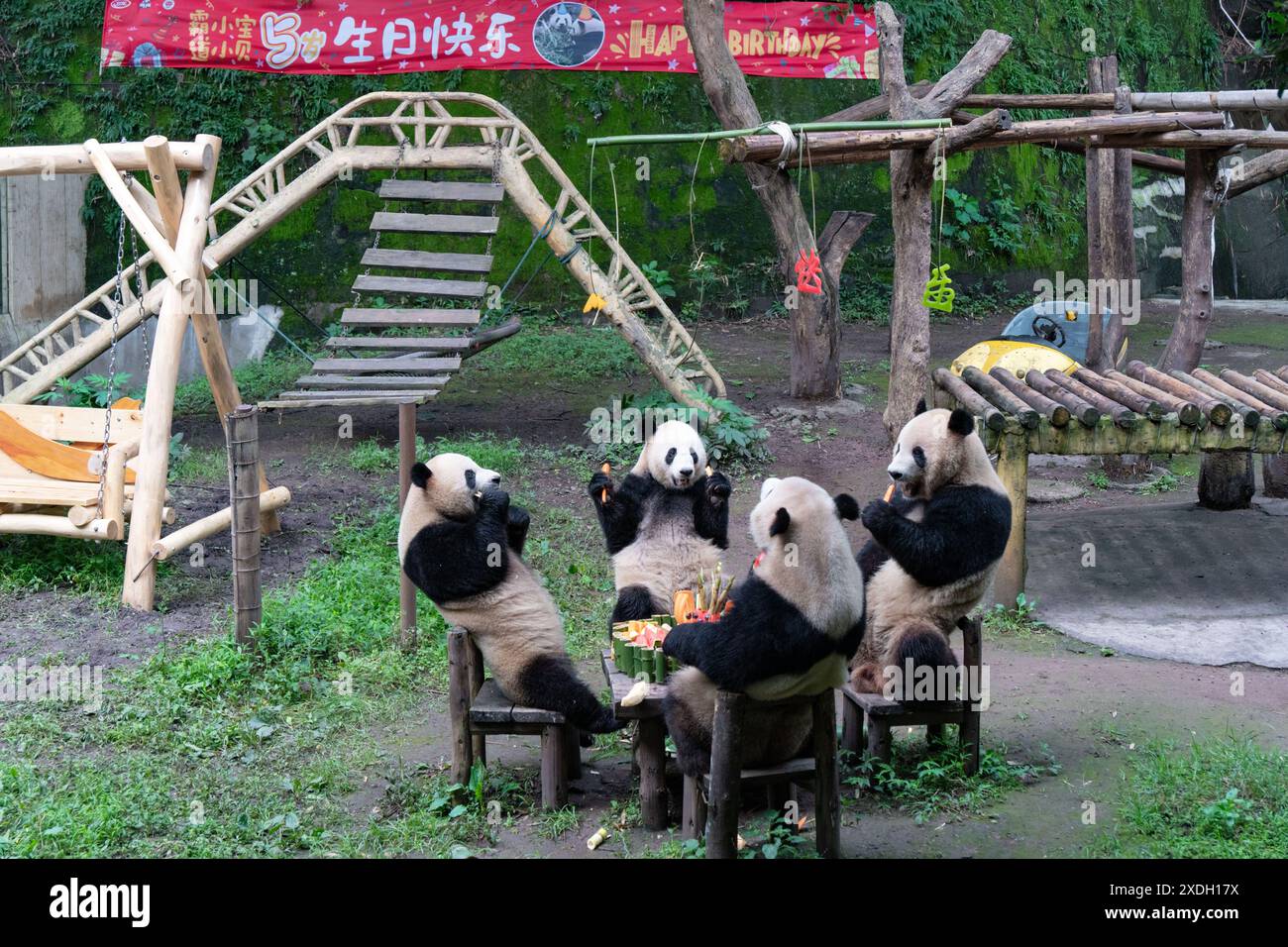 CHONGQING, CHINA - JUNE 23, 2024 - Giant pandas Shuangshuang, Shuang ...