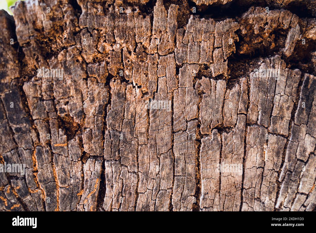 Tree trunk with dark nature hole and textured bark Stock Photo - Alamy