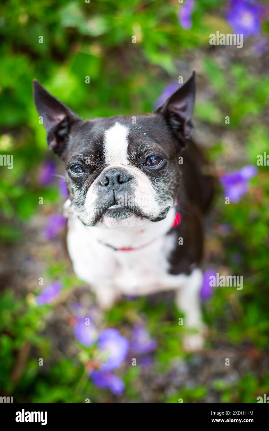 Boston terrier looking camera hi-res stock photography and images - Alamy