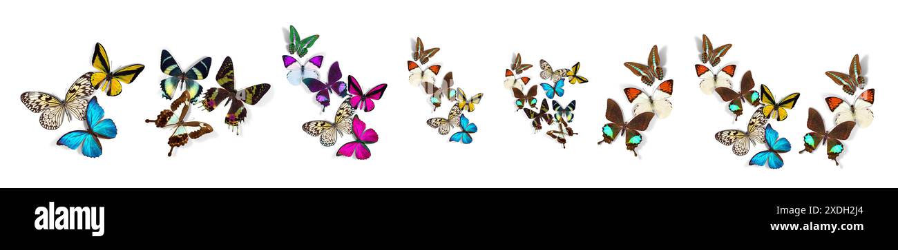 Exploring a Diverse Collection of Colorful and Unique Butterfly Species ...