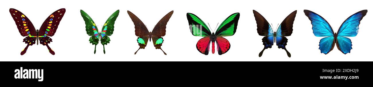 Exploring a Diverse Collection of Colorful and Unique Butterfly Species ...