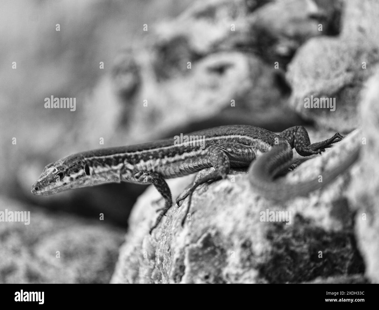 wild lizard on the rock formation in black and white Stock Photo - Alamy