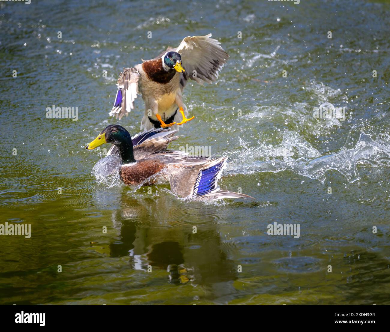 Mallards landing hi-res stock photography and images - Alamy
