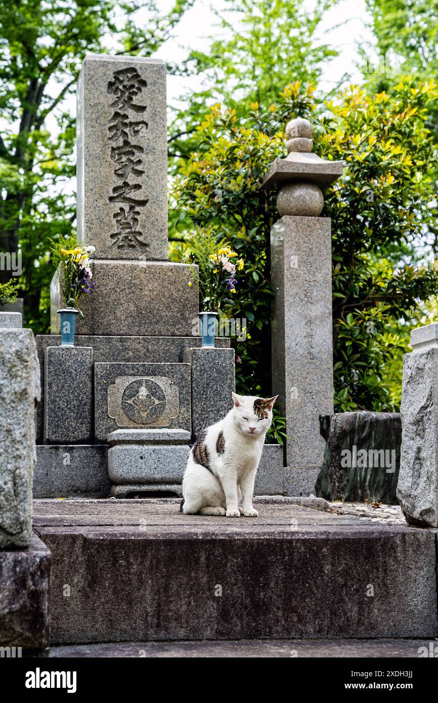 A cat on a grave in Zoshigaya Cemetery, a public graveyard in Minami ...