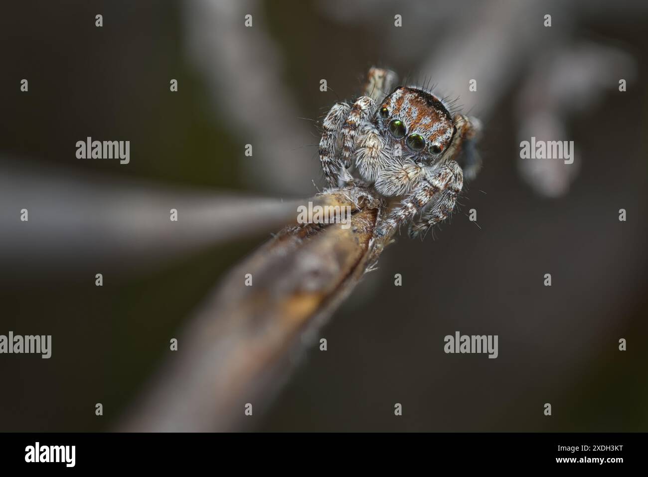 Male Peacock spider. An undescribed species from the SW of Western ...