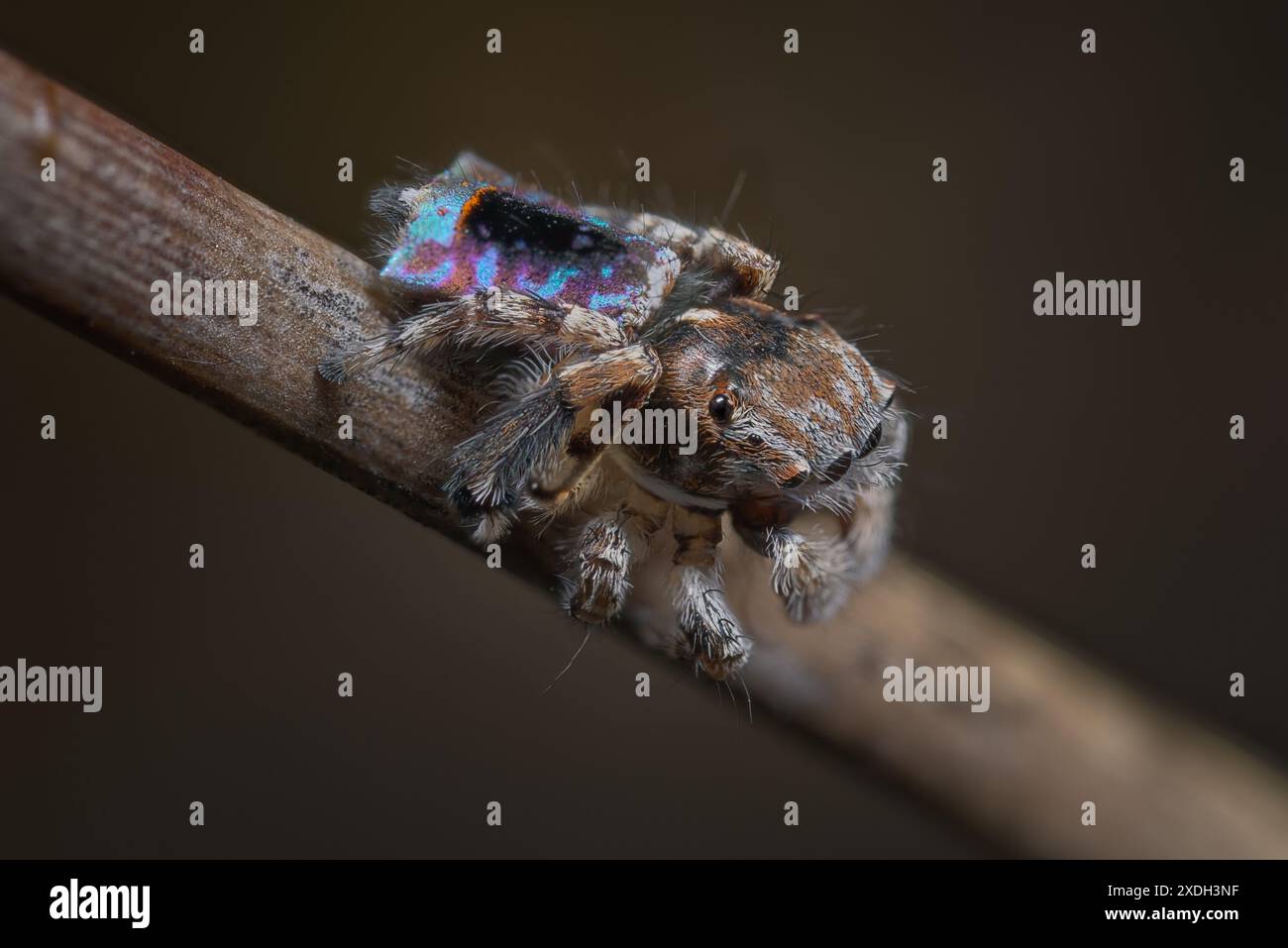 Male Peacock spider. Maratus hakea from the SW of Western Australia ...