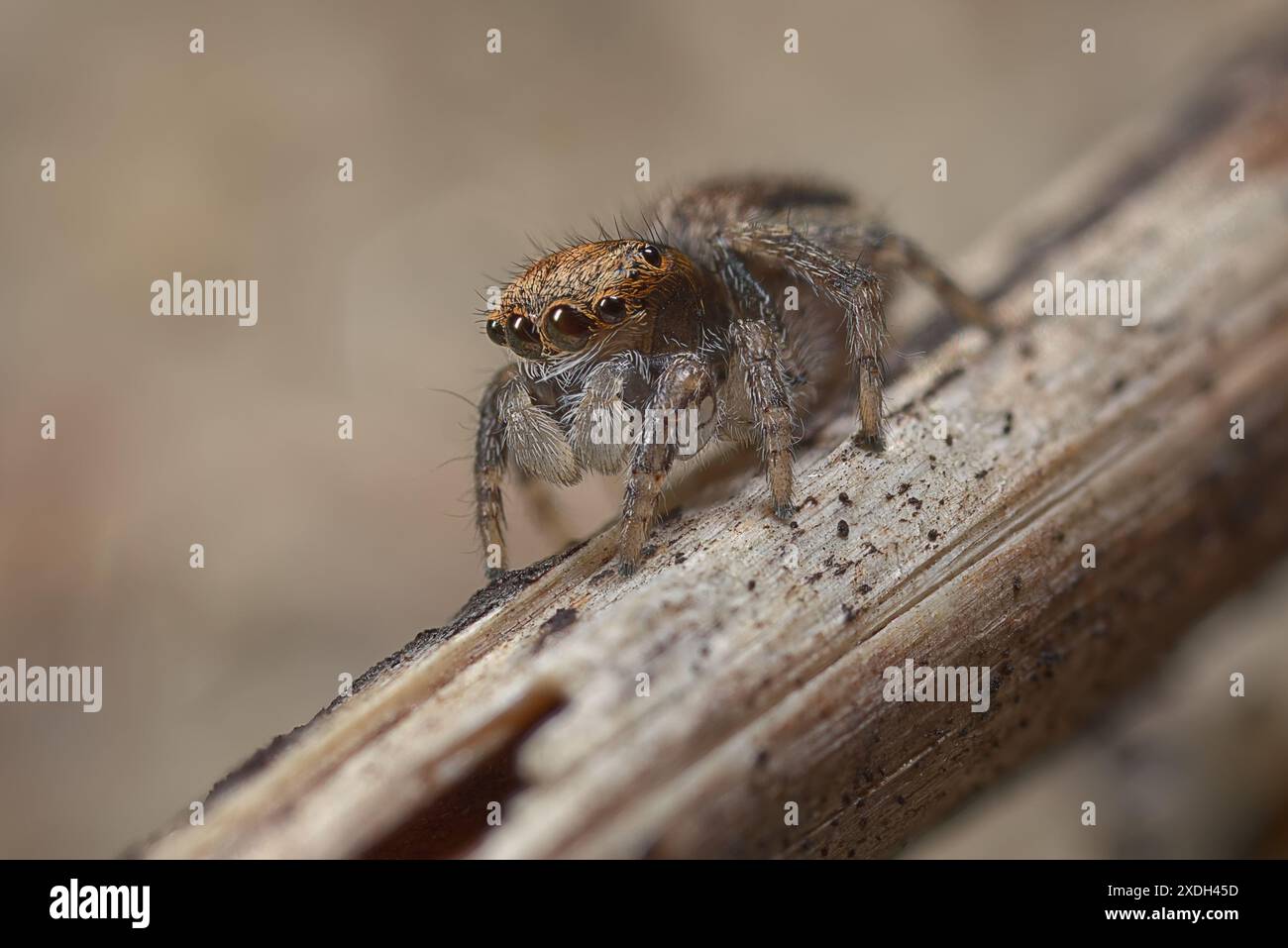Immature male Peacock spider (Maratus clupeatus), Western Australia ...