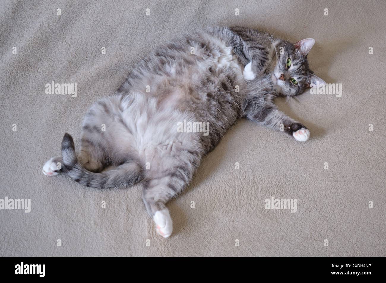 Portrait fat cat lying down hi-res stock photography and images - Alamy