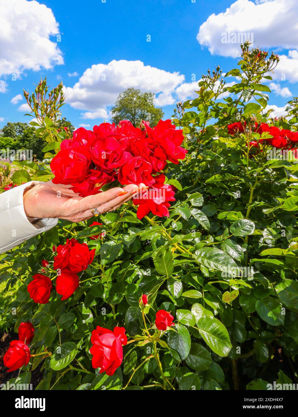 Regents Park, London, 23 June 2024. Regents park is full of color with ...