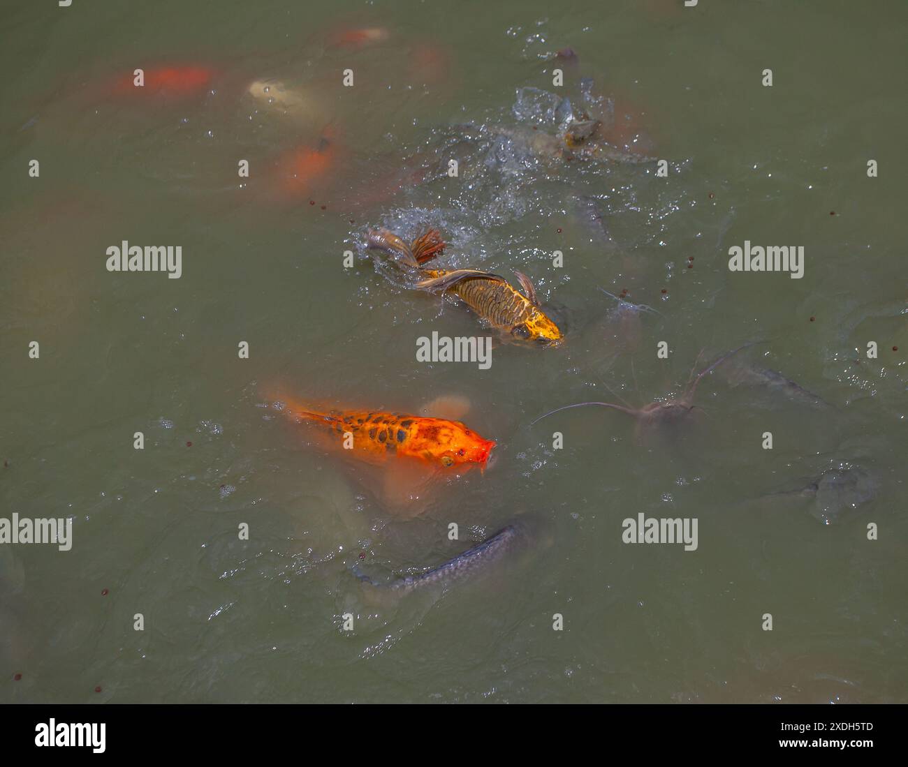 Orange white multi colored koi carp hi-res stock photography and images ...