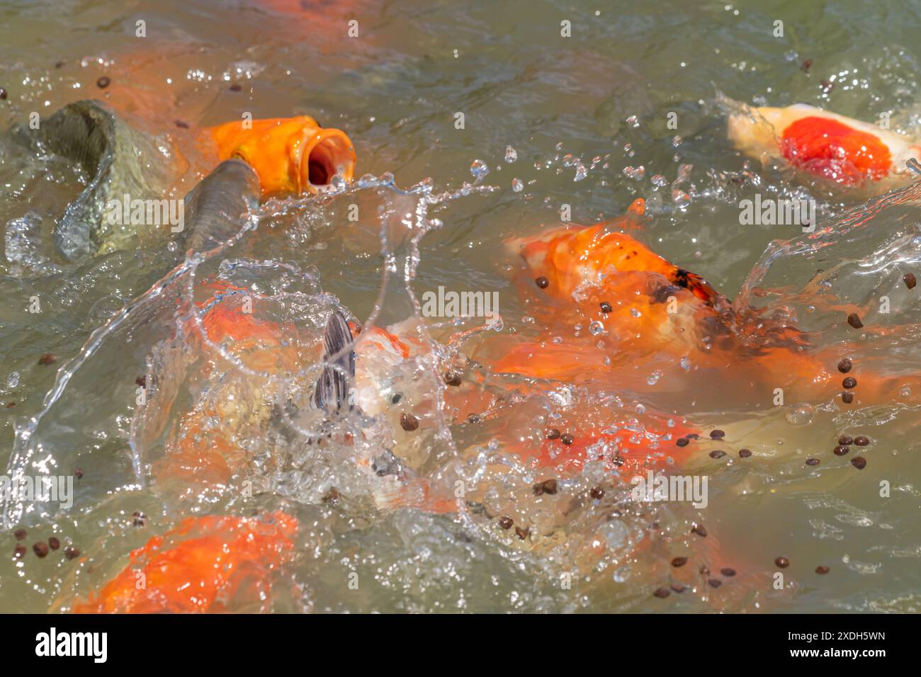 Many fancy carp koi fish hi-res stock photography and images - Alamy