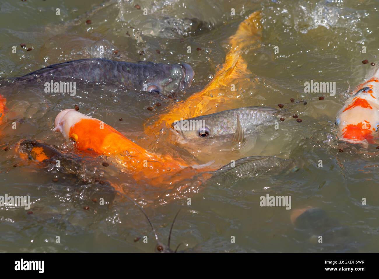 Koi Carp at Wat Nang Sao, Thailand Stock Photo - Alamy