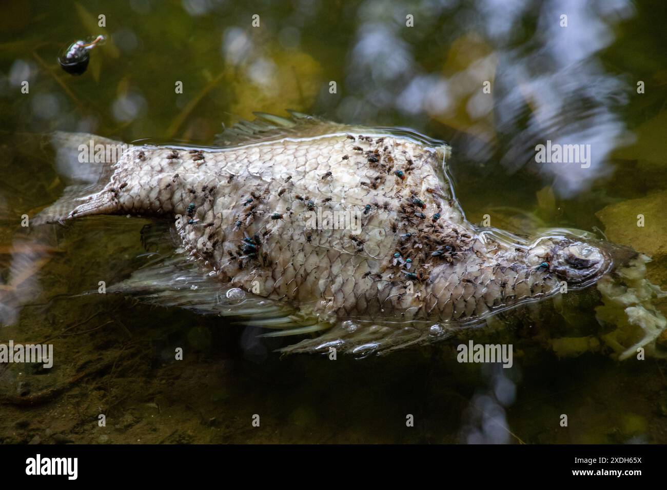 Dead fish floating hi-res stock photography and images - Alamy