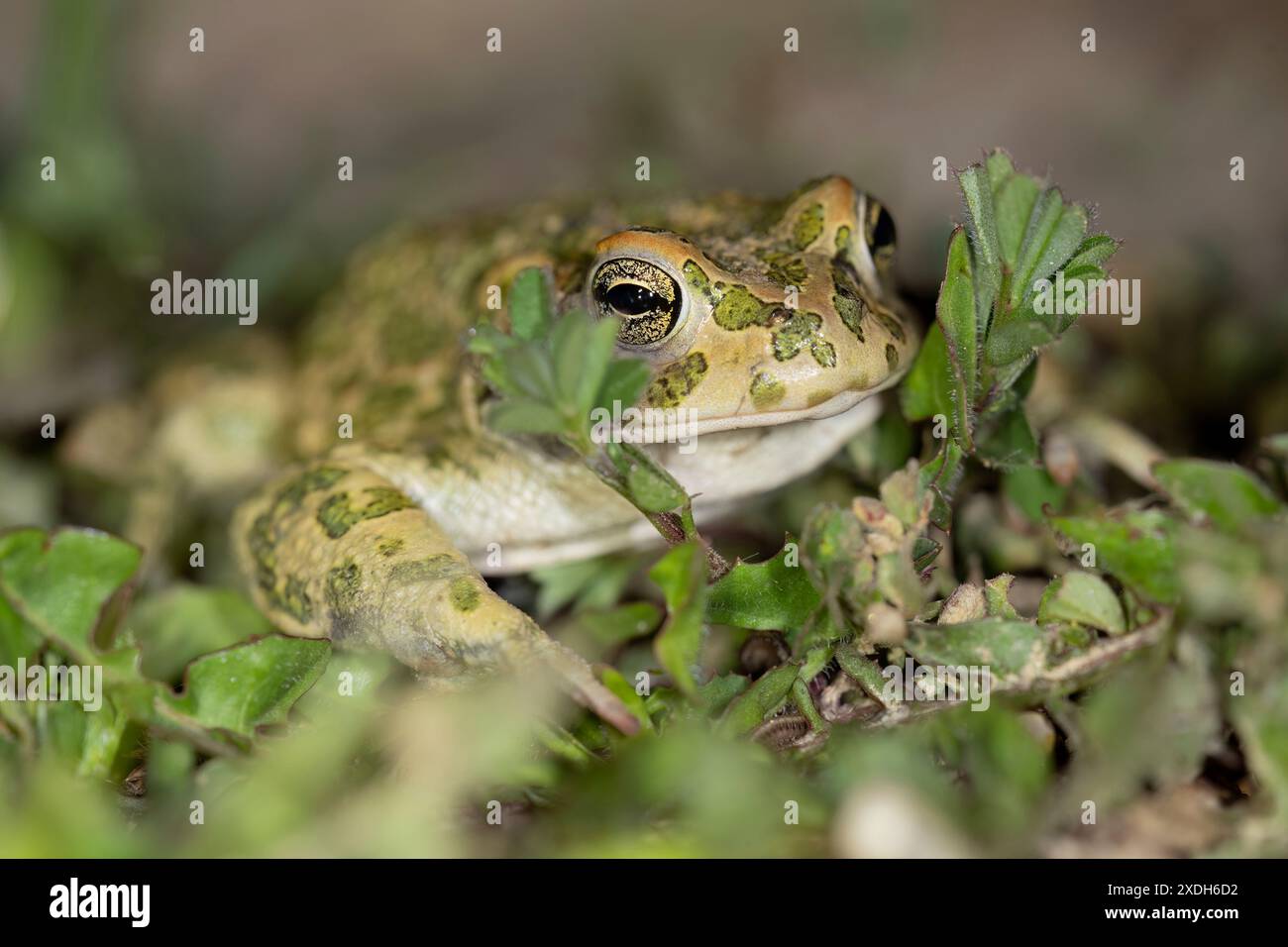 Bufotes balearicus o Bufo lineatus, endemic green toad of the Italian ...
