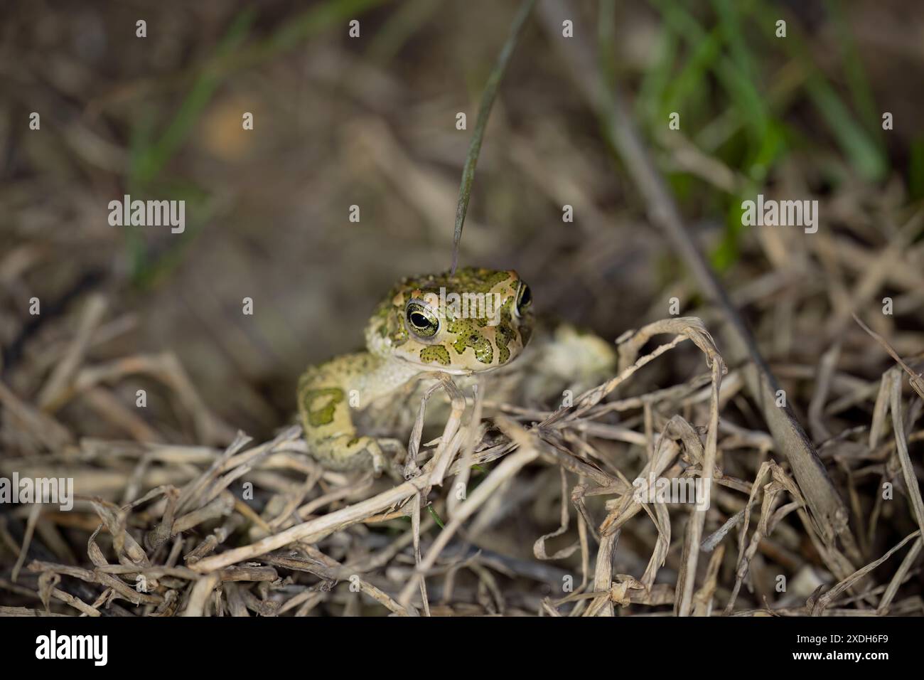 Bufotes balearicus o Bufo lineatus, endemic green toad of the Italian ...