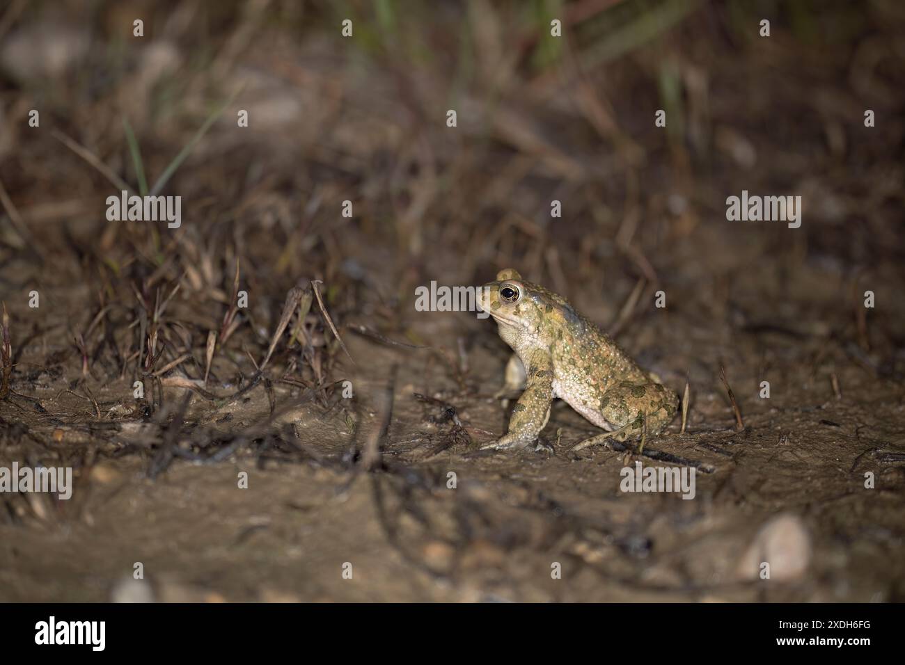 Bufotes balearicus o Bufo lineatus, endemic green toad of the Italian ...
