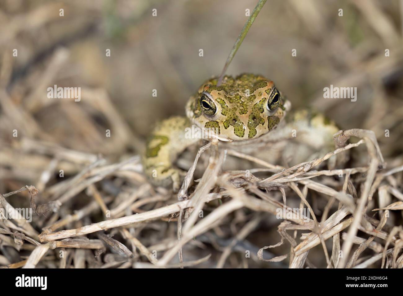 Bufotes balearicus o Bufo lineatus, endemic green toad of the Italian ...