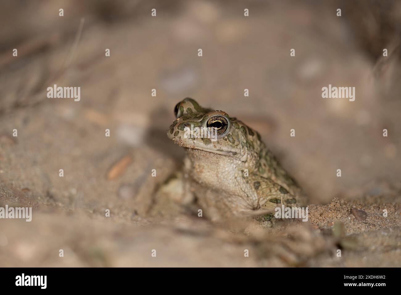 Bufotes balearicus o Bufo lineatus, endemic green toad of the Italian ...