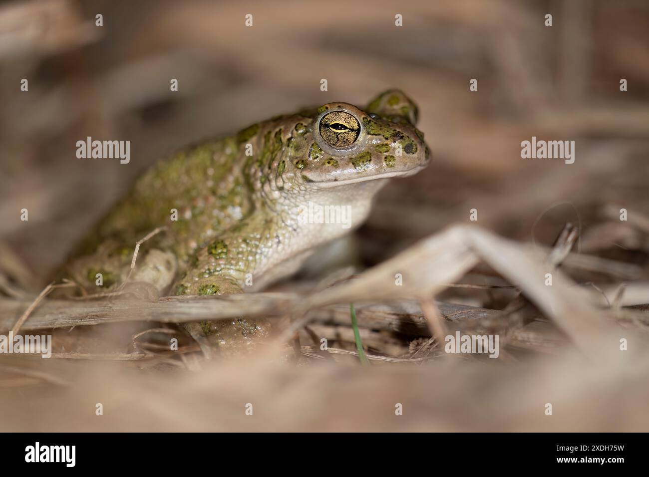 Bufotes balearicus o Bufo lineatus, endemic green toad of the Italian ...