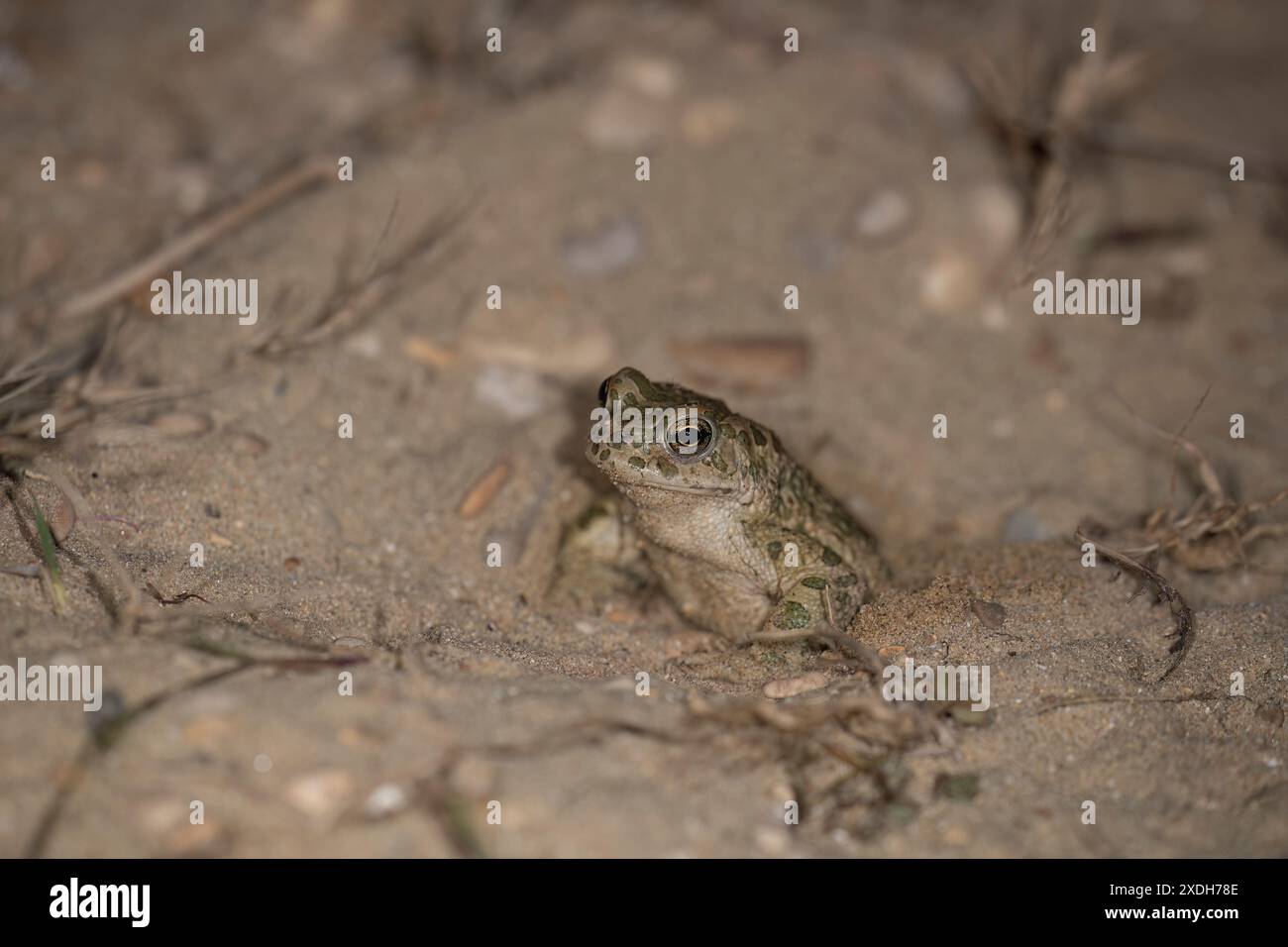 Bufotes balearicus o Bufo lineatus, endemic green toad of the Italian ...
