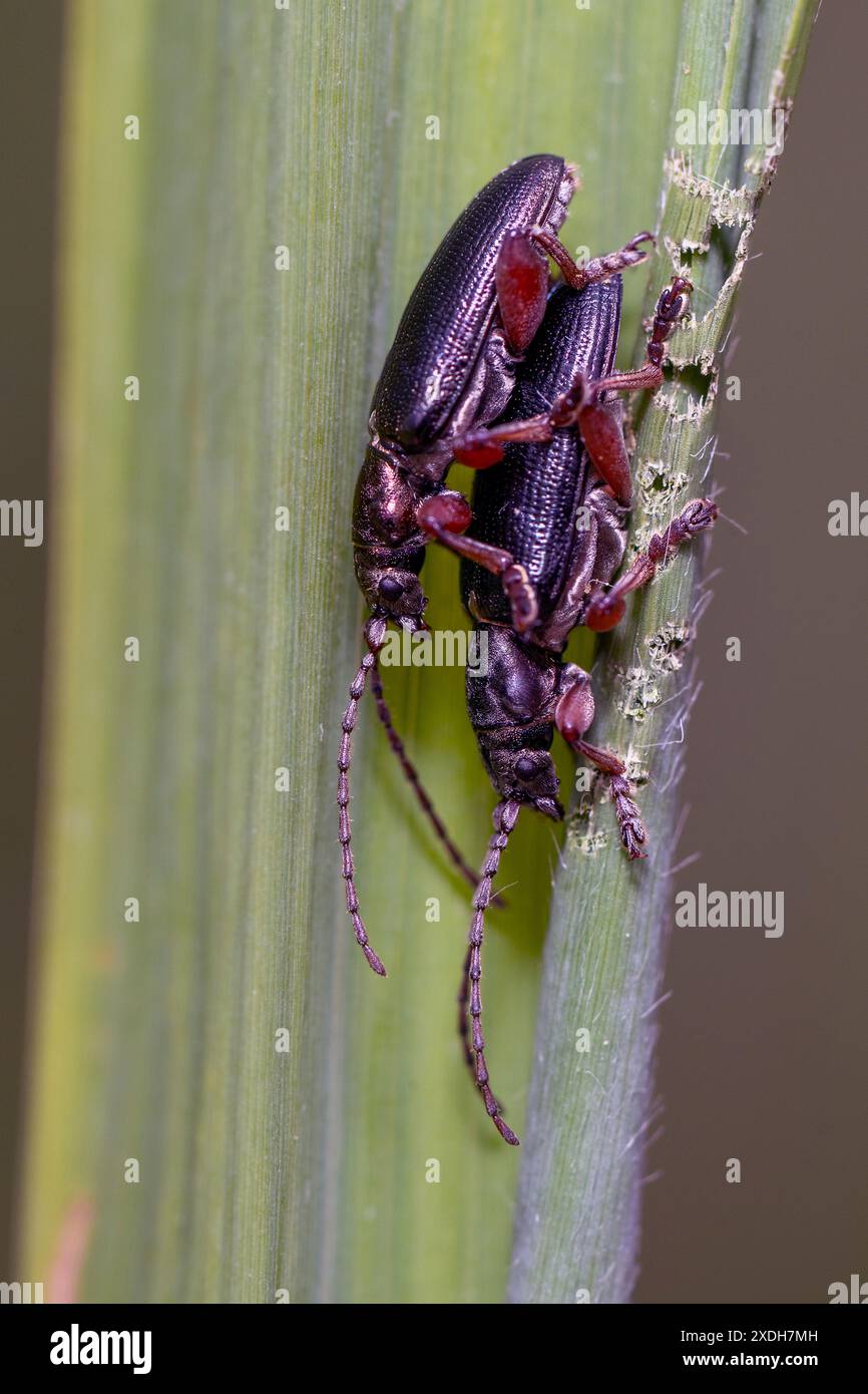 The beetle Donacia clavipes (family Chrysomelidae) mating on common ...