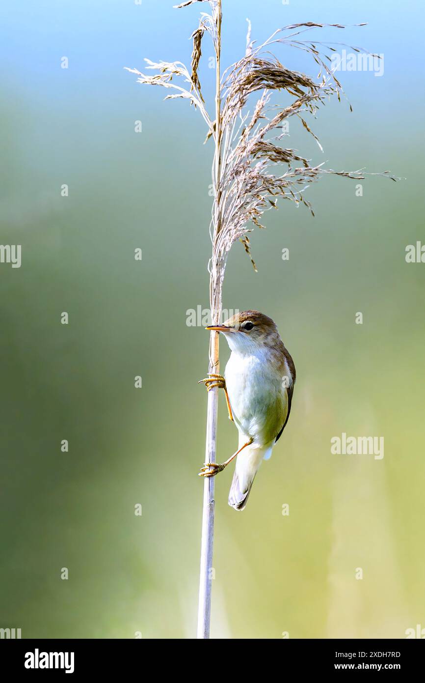Eurasian reed warbler (Acrocephalus scirpaceus) from Vejlerne, northern ...