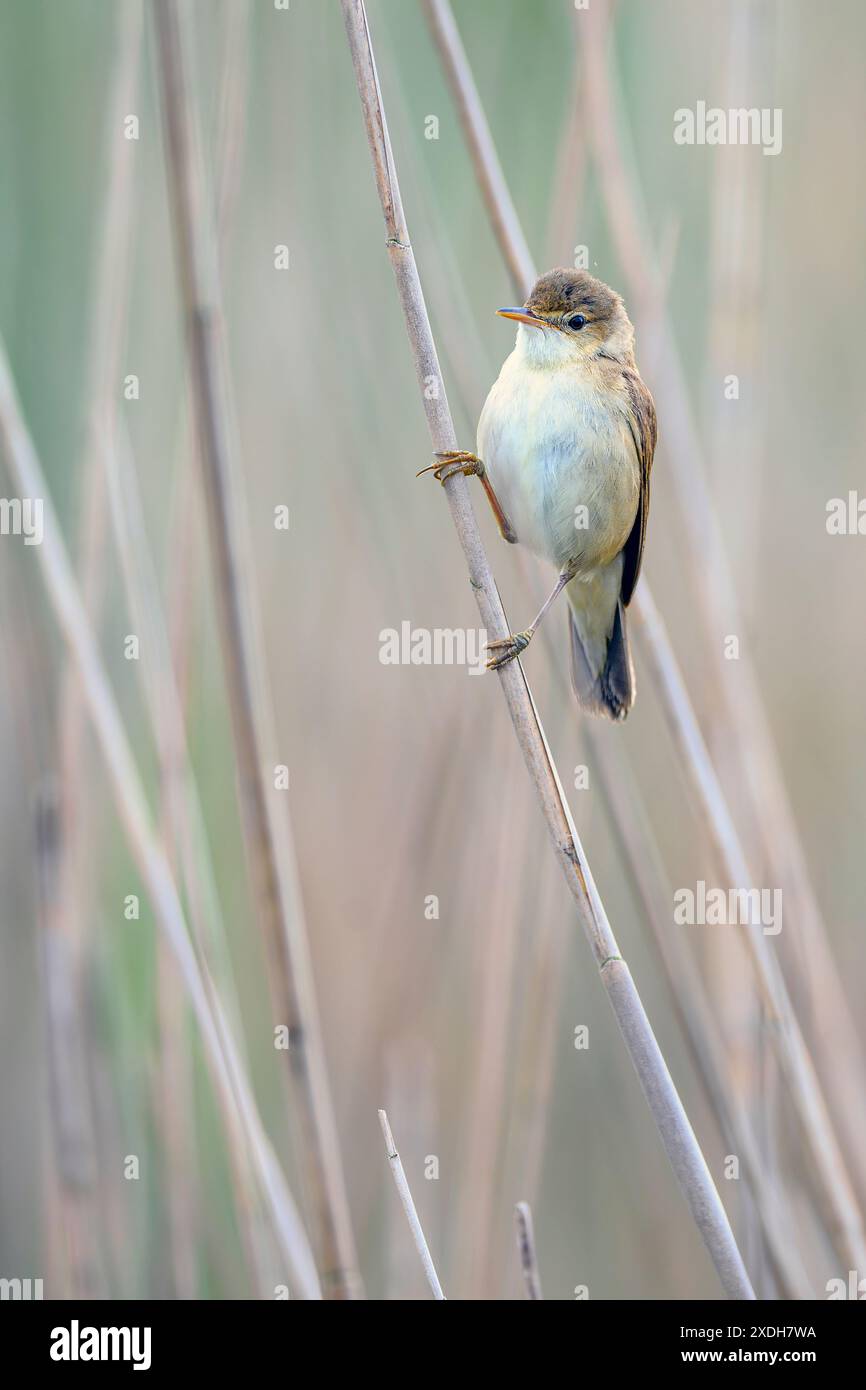 Eurasian reed warbler (Acrocephalus scirpaceus) from Vejlerne, northern ...