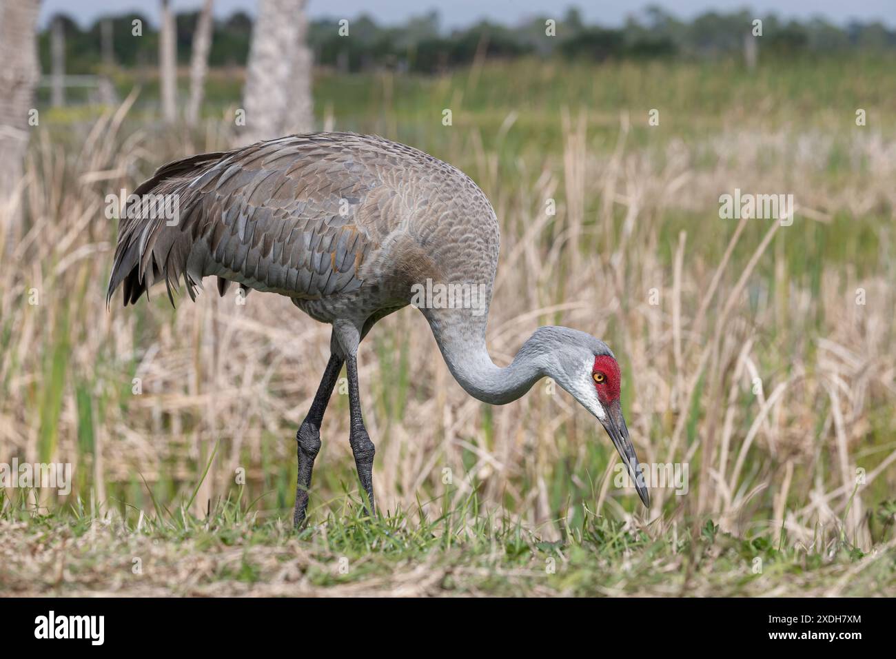 Sandhill Crane, Grus canadensis, adult bird feeding in the Viera ...