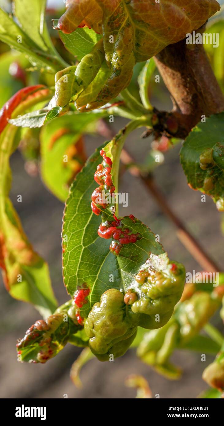 Peach leaf curl fungal disease on young peach tree in the orchard ...