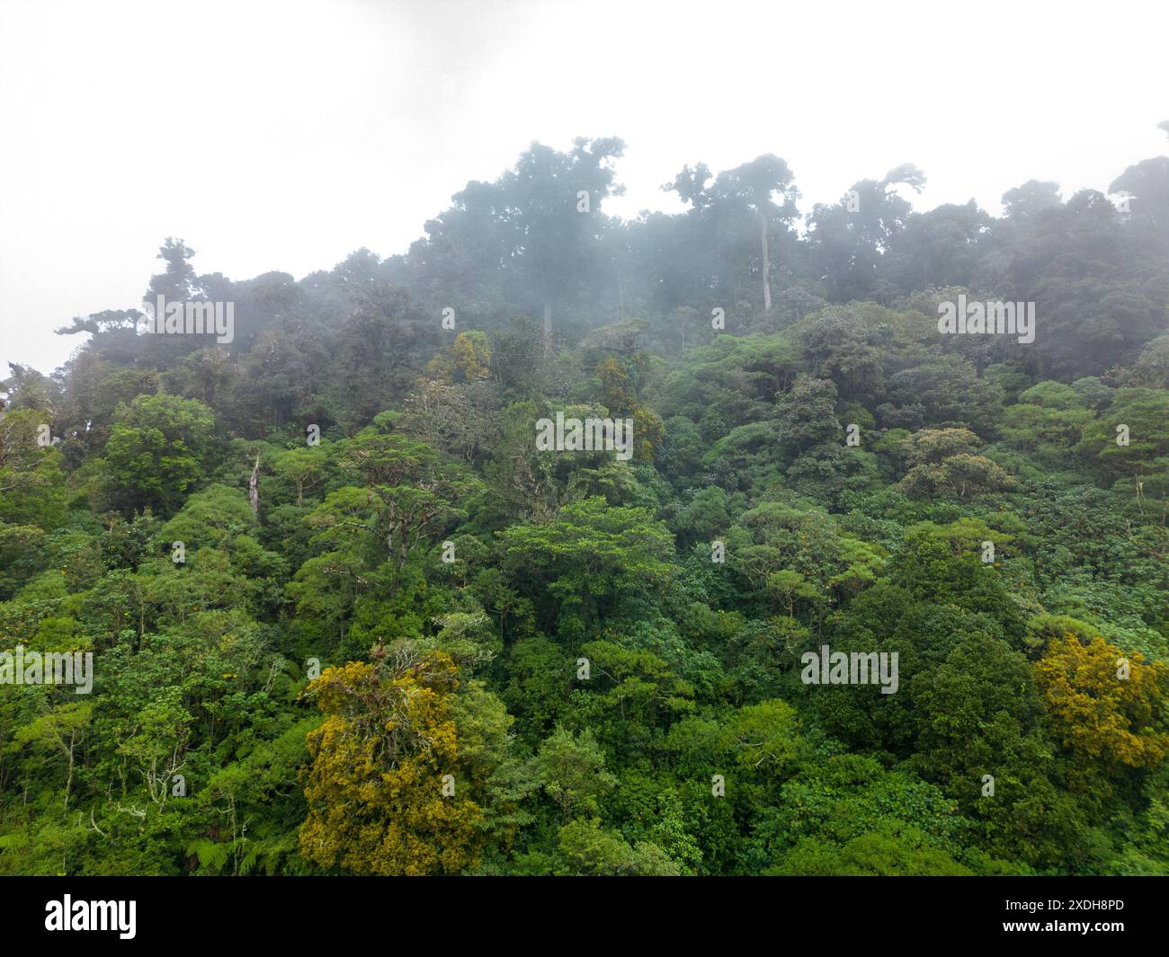 Misty cloud forest in the foothills of the Chiriqui highlands in Baru ...