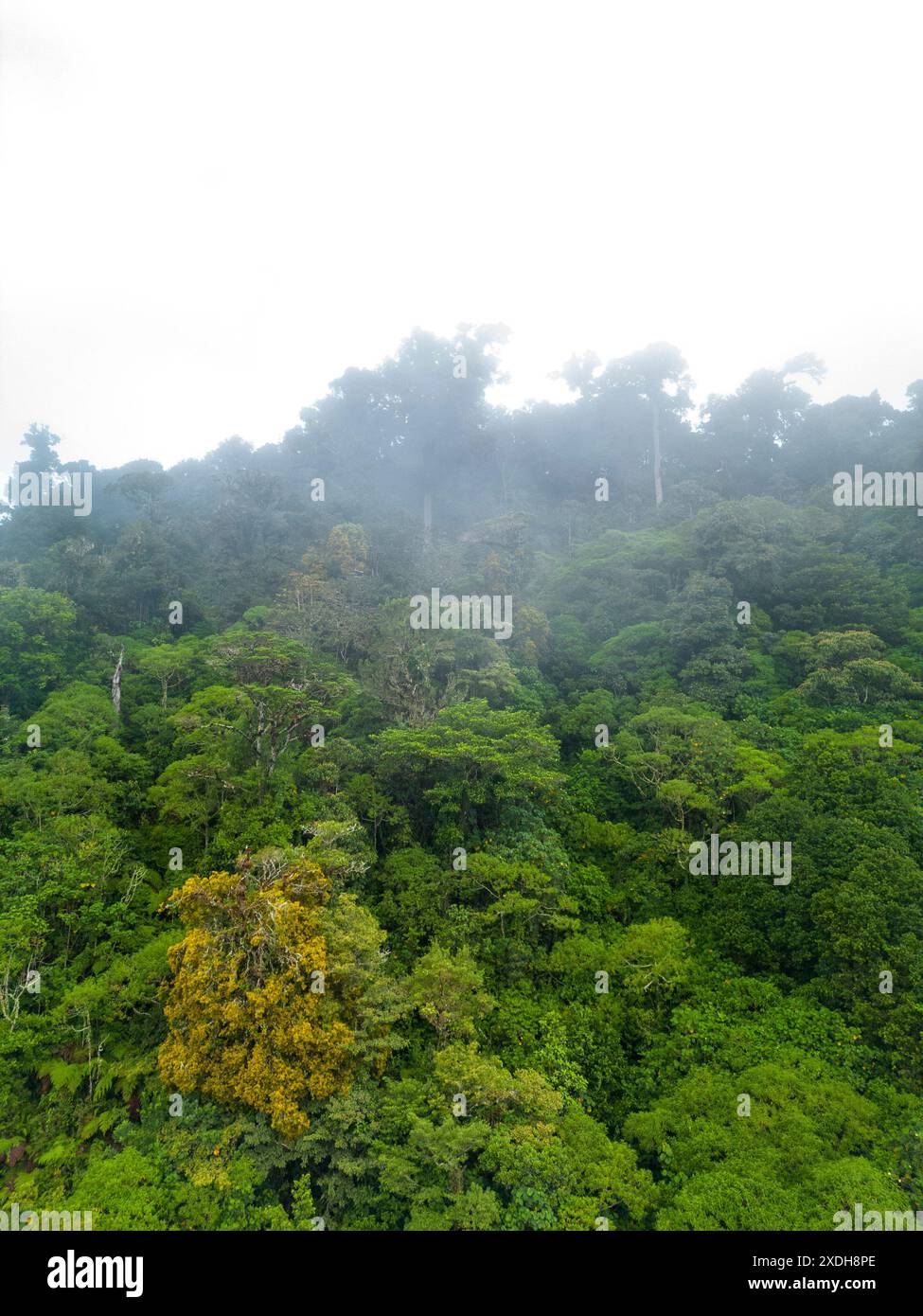 Misty cloud forest in the foothills of the Chiriqui highlands in Baru ...