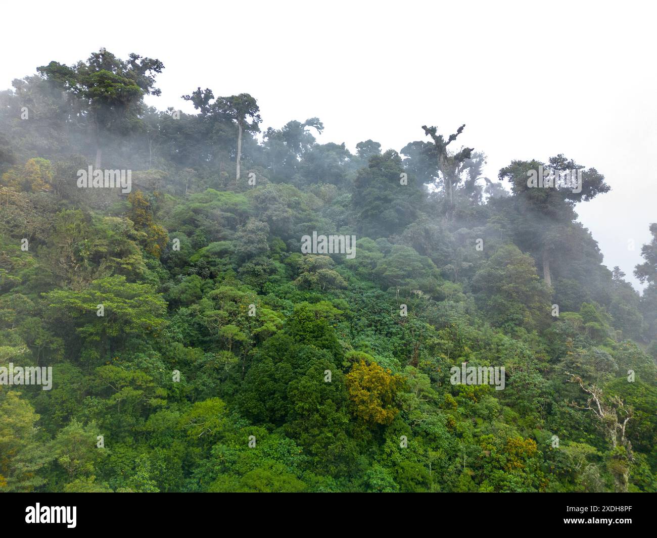 Misty cloud forest in the foothills of the Chiriqui highlands in Baru ...