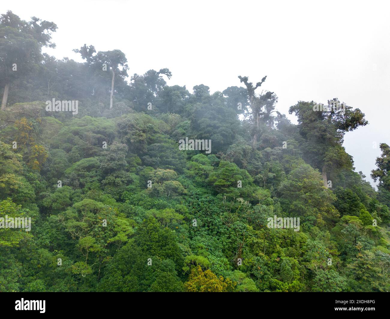 Misty cloud forest in the foothills of the Chiriqui highlands in Baru ...
