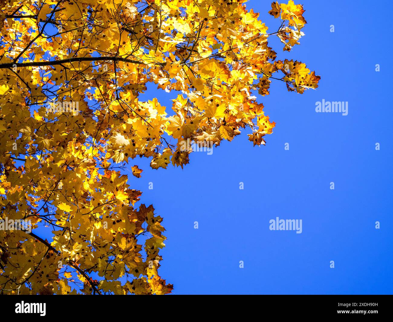 Autumn Sky: Branches laden with vibrant yellow maple leaves reach ...