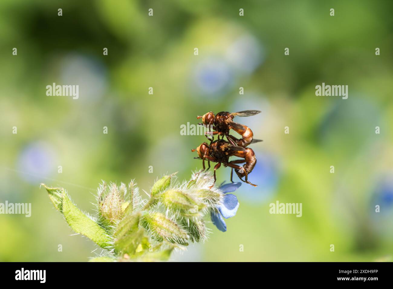 Mating conopid fly, Ferruginous Bee-grabber (Sicus ferrugineus) in ...