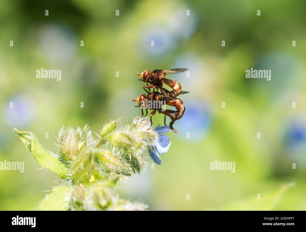 Mating conopid flies hi-res stock photography and images - Alamy